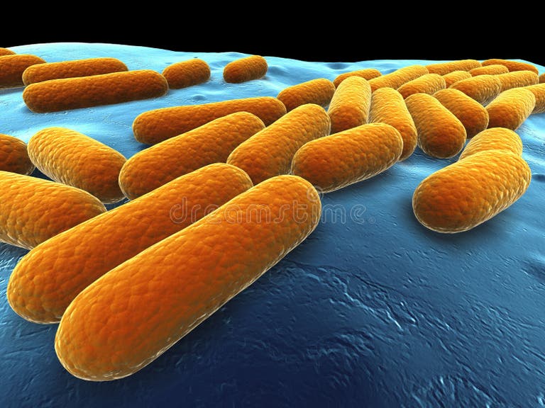 Bacillus Subtilis Stock Illustrations – 307 Bacillus Subtilis Stock ...