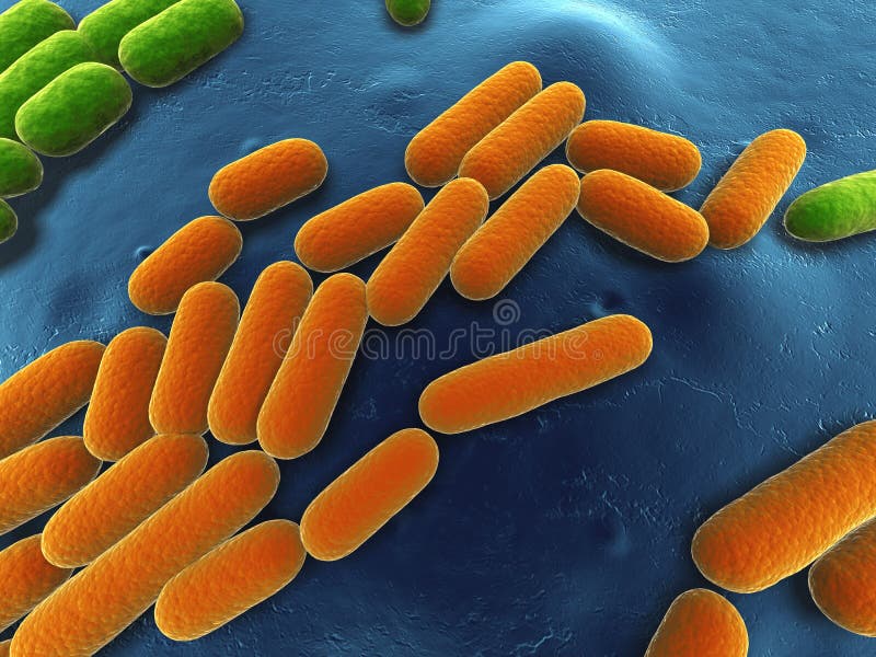 Bacillus subtilis stock illustration. Illustration of medical - 11962255