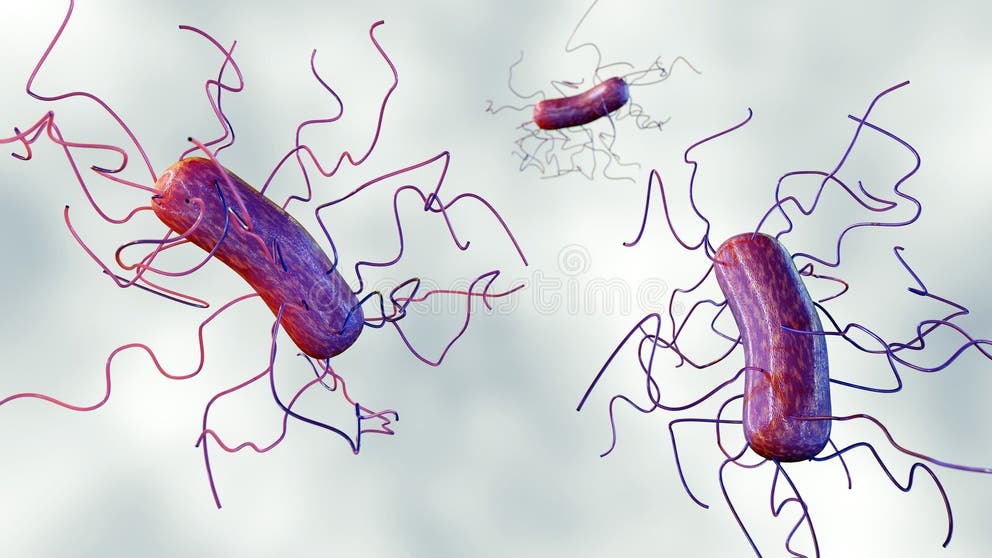Peritrichous Flagella Stock Illustrations – 229 Peritrichous Flagella ...