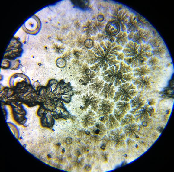 Bacillus Subtilis Beautiful Bacterial Growth Under the Microscope Stock ...