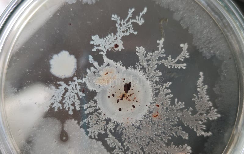 Bacillus Subtilis Colonies on Saboraud Dextrose Agar Medium Stock Image ...