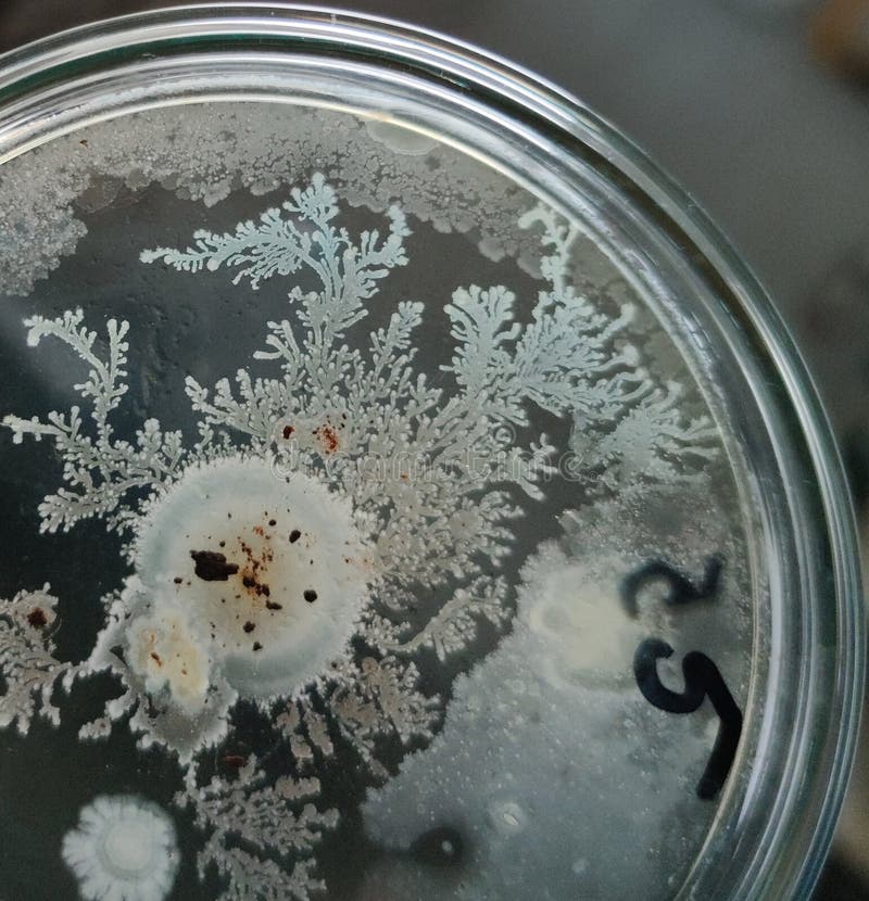 Bacillus Subtilis Colonies on Saboraud Dextrose Agar Medium Stock Photo ...