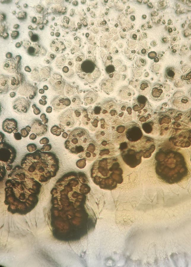 Bacillus Subtilis Colonies on Saboraud Dextrose Agar Medium Stock Image ...