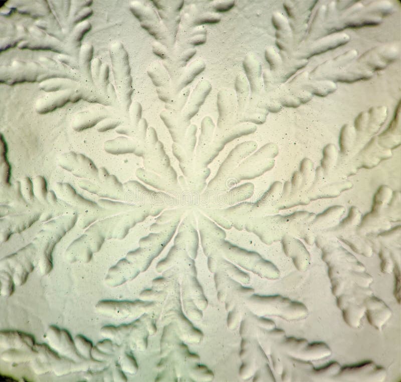 Bacillus Subtilis Growth Under the Microscope Stock Image - Image of ...