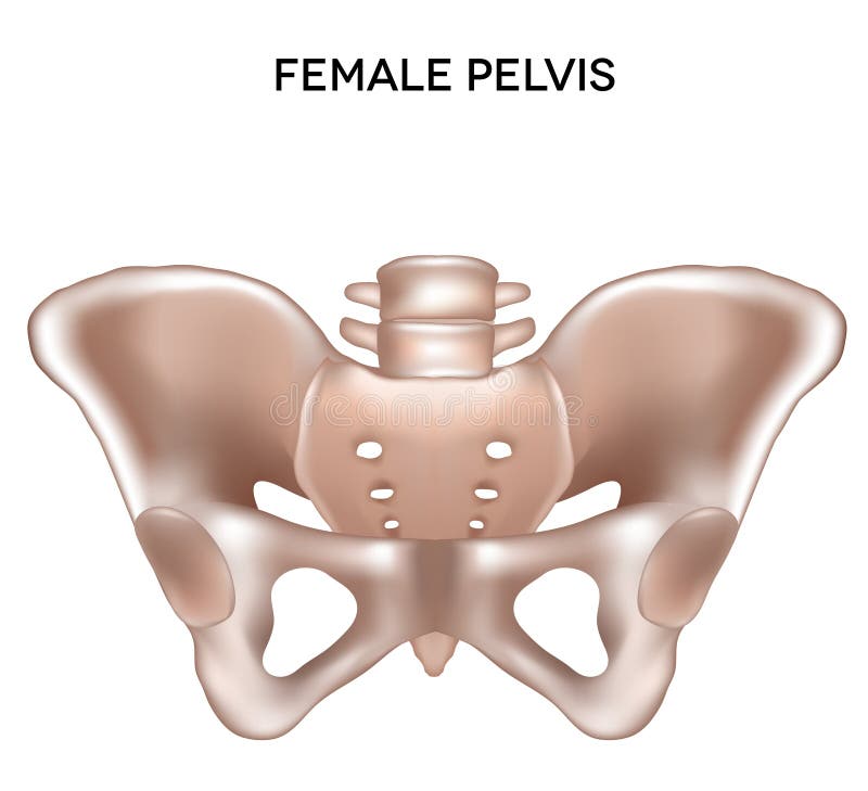 Bacino femminile illustrazione vettoriale. Illustrazione di anatomia ...