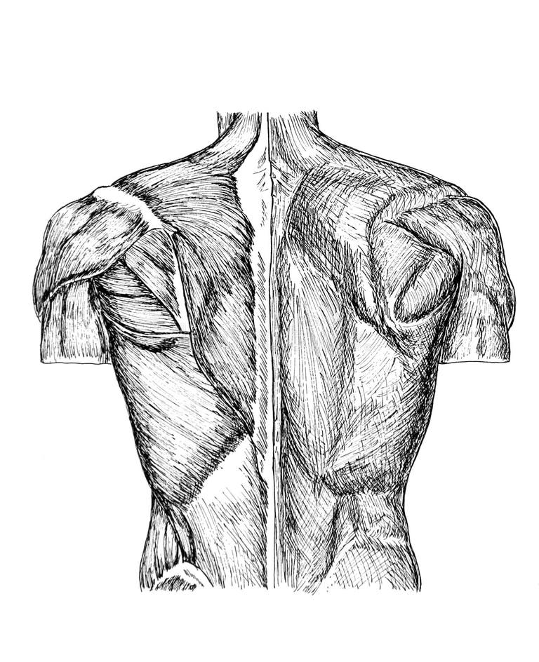 Anatomical Back Stock Illustrations – 8,062 Anatomical Back Stock ...