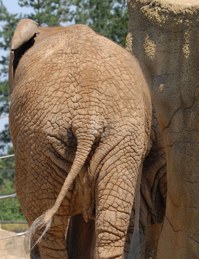 Elephant Back With Birds - Amboseli (Kenya) Stock Photo - Image of ...
