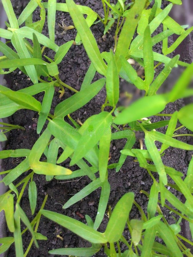 Back alley stock photo. Image of alley, backyard, back - 114289548