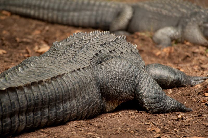 Back of alligator stock photo. Image of safari, detail - 13470214