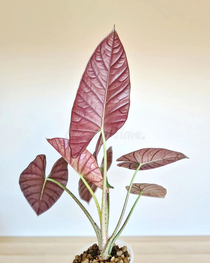 The Back of the Alocasia Leaves Stock Photo - Image of leaf, foliage ...