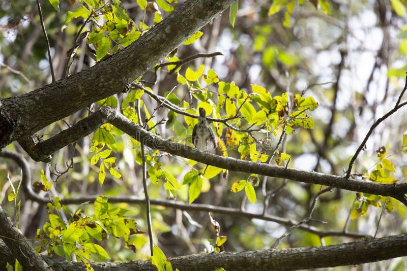 Back of an American Robin stock photo. Image of ecology - 291165514