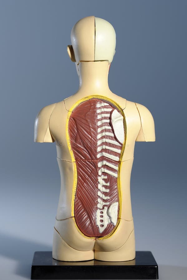 Back anatomy stock image. Image of body, manaquin, muscles - 25158793