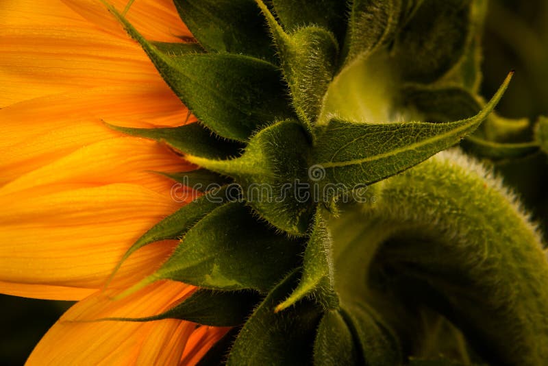 Back angle of sunflower stock image. Image of flower - 57929499