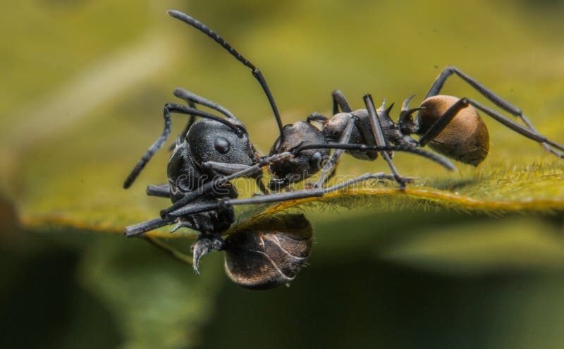 Back Ant fighting activity stock image. Image of back - 173347913