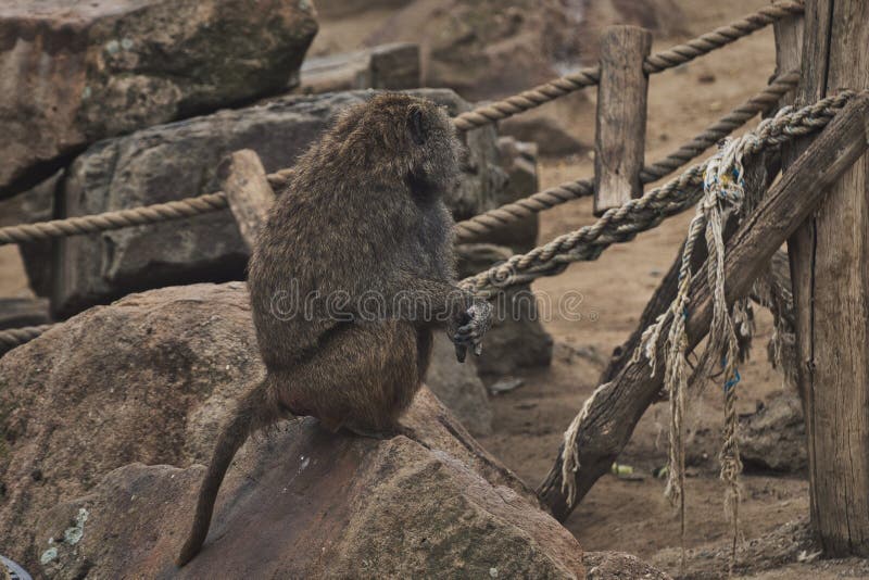 Back of an Anubis Baboon in a Zoo Stock Image - Image of primates ...