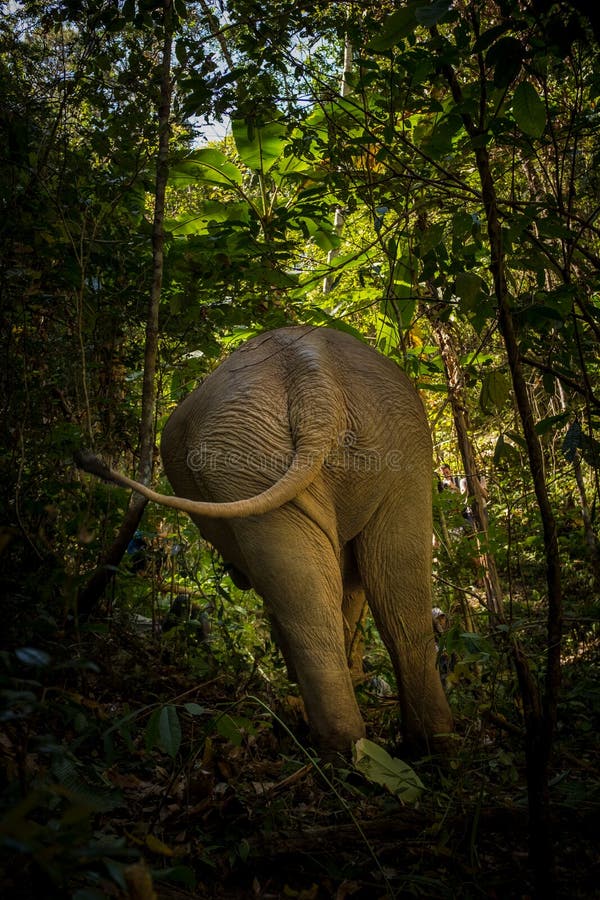 Back of Asian Elephant stock image. Image of group, northern - 138804543
