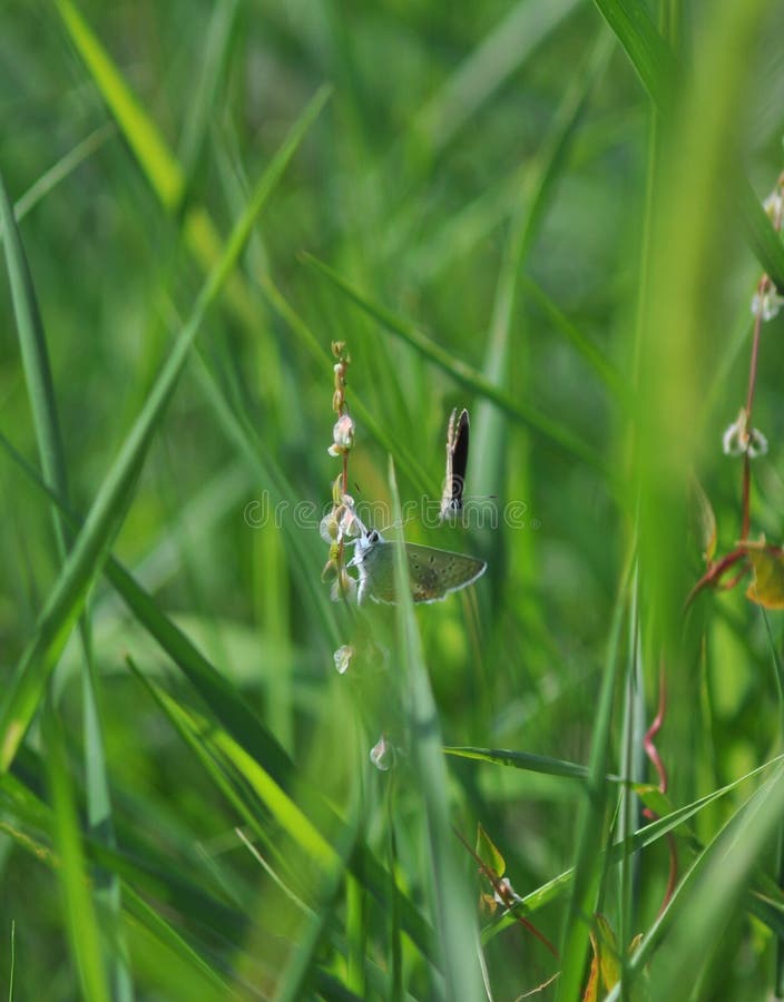 Back Attack in Butterfly World Stock Image - Image of beautiful ...