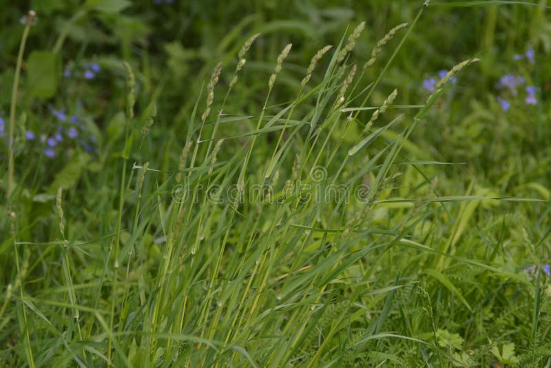 High Green Grass Grows in the Spring. Stock Image - Image of background ...