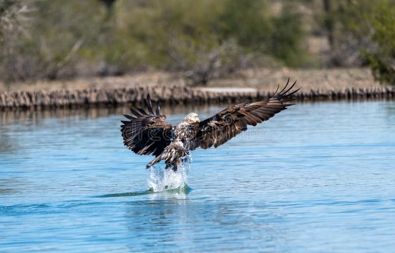 Back of a Bald Eagle Grabbing a Fish from a Lake Stock Photo - Image of ...
