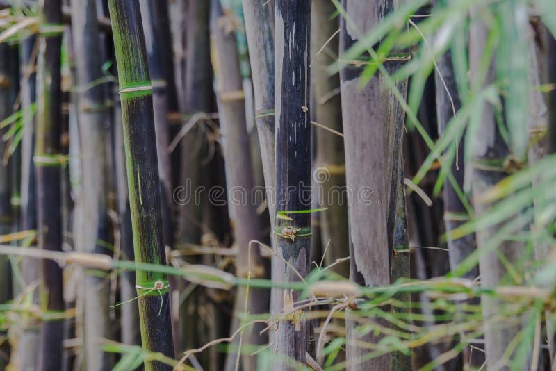 Bamboo Species That Are Rare. Stock Photo - Image of lush, flora: 99277362