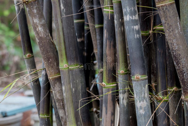 Back bamboo stock image. Image of botanical, abstract - 70002345