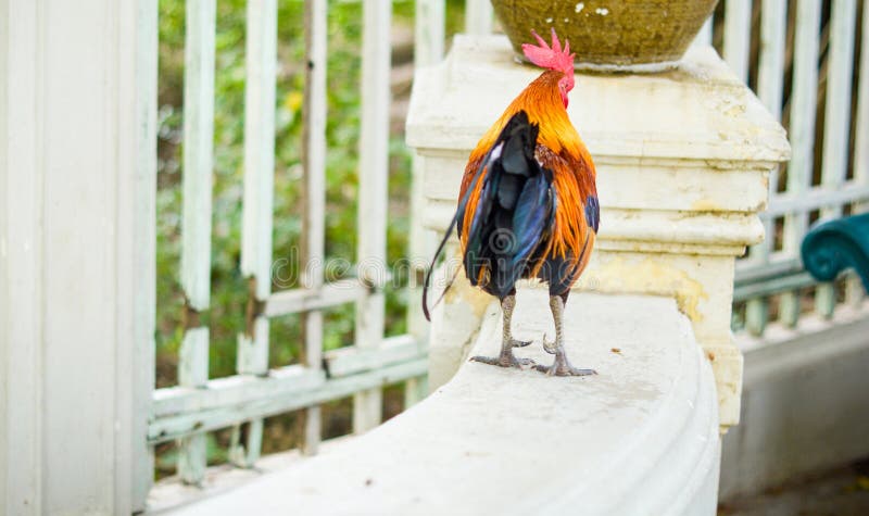 Back Beautiful Rooster Standing on Wall with Old Jar Stock Photo ...