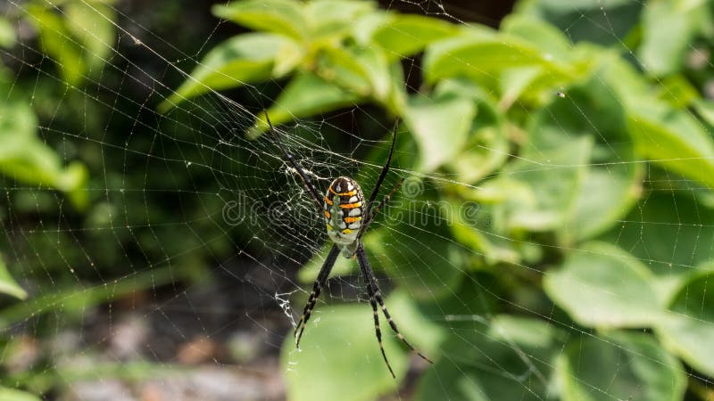 Back of the Big Spider stock photo. Image of macro, drop - 78455158