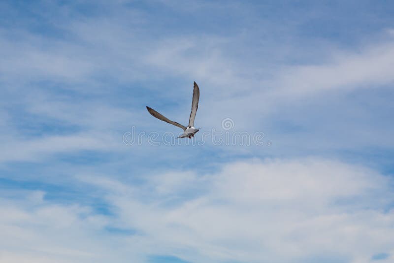 2,611 Back Bird Fly Photos - Free & Royalty-Free Stock Photos from ...