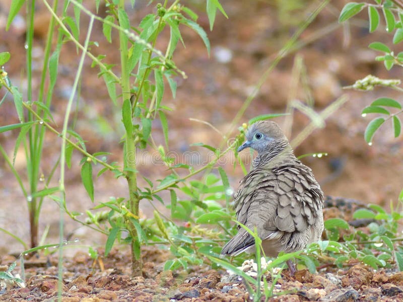Back of the bird stock image. Image of walking, ground - 80897817