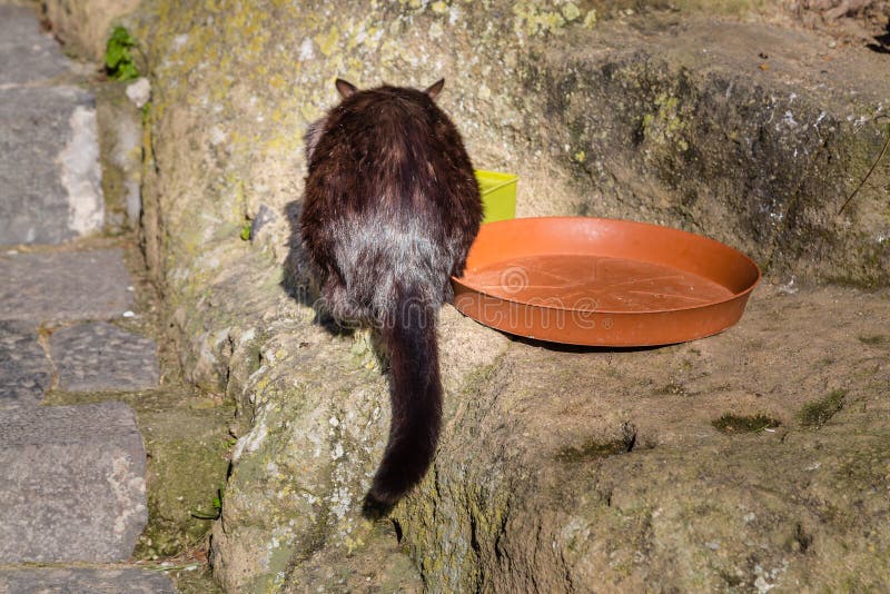 Back of eating cat stock photo. Image of rocks, steps - 168840556