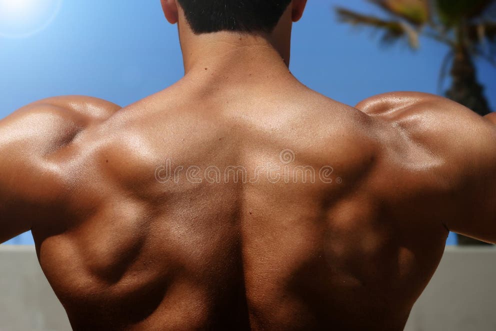 Back of bodybuilder stock photo. Image of strong, posed - 7552248