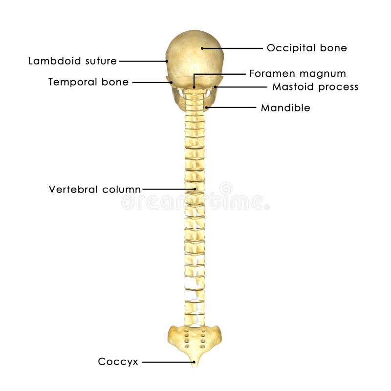 Back Bone with Skull Back View Stock Illustration - Illustration of ...