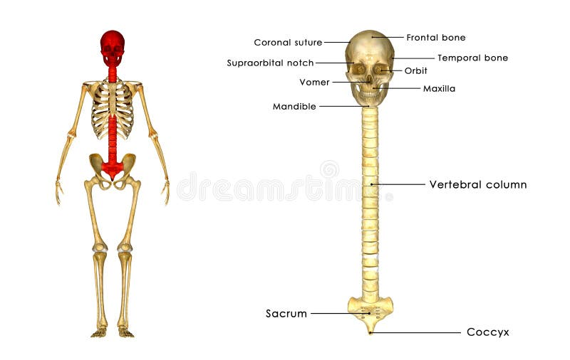 Back bone with skull stock illustration. Illustration of gland - 46788022