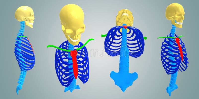 How to join skull and bones - Grosrecords