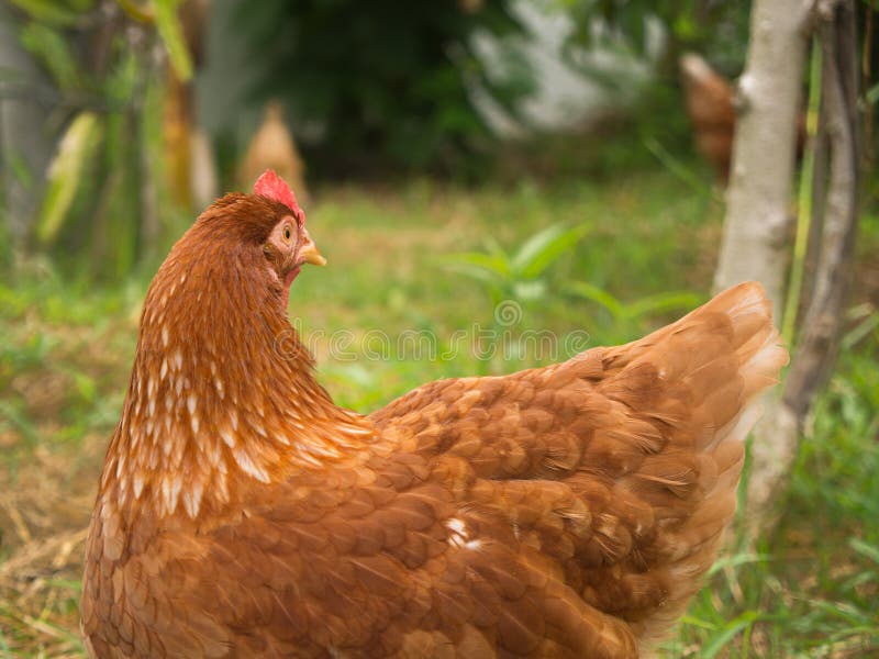 Back of Chicken stock photo. Image of farm, alive, away - 31403034