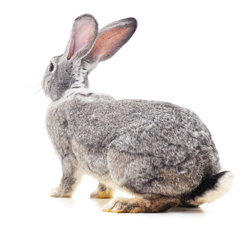 The back of a white rabbit stock image. Image of baby - 263169275