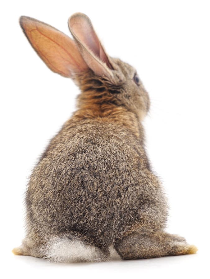 Back Rabbit Stock Photos - Download 1,514 Royalty Free Photos