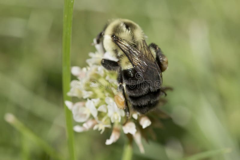 Back of Bumblebee on Flower Stock Image - Image of bumblebee ...