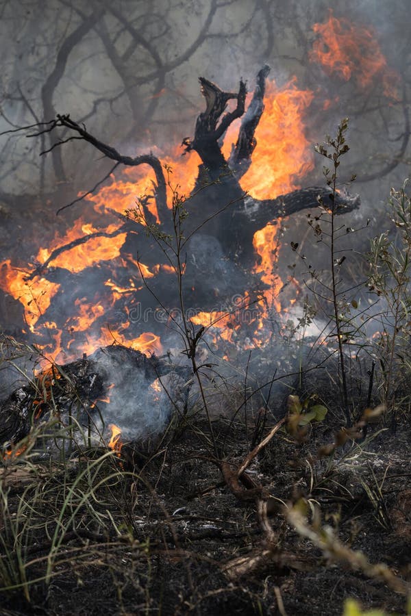 Back-burning, Also Known As Prescribed Burning or Hazard Reduction ...