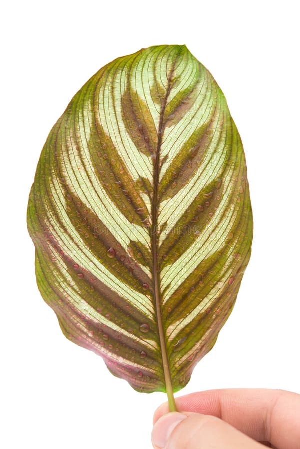Calathea Makoyana Leaf Closeup Stock Image - Image of fine, cathedral ...
