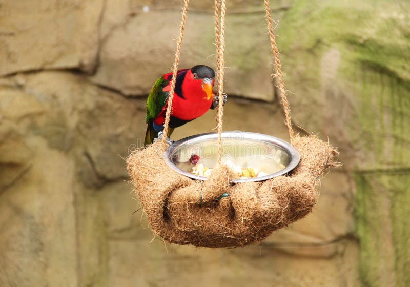 Back-capped Lory on the Feeder Stock Image - Image of lorius, captive ...
