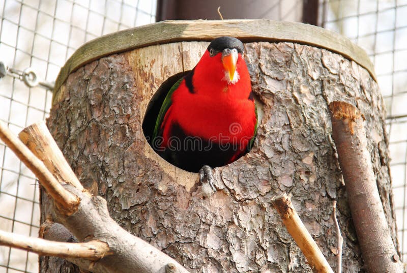 Back-capped Lory in the Nesting Box Stock Image - Image of lory, color ...