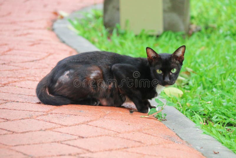 Back cat stock photo. Image of kitty, eyes, green, lazy - 72312998