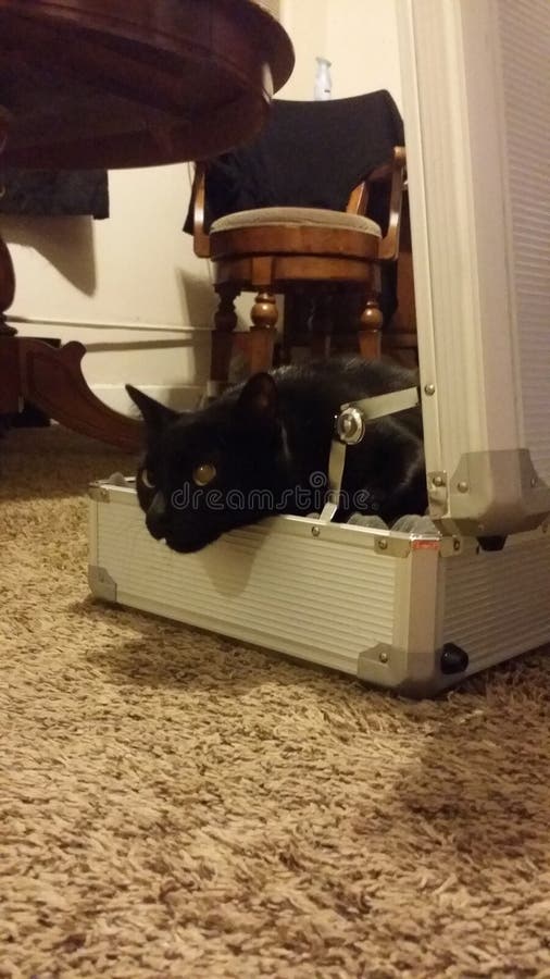 Back Cat box case silly stock photo. Image of silly - 167712530