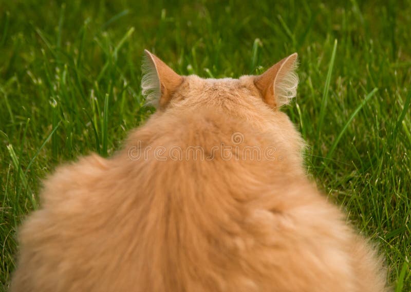 Back cat stock image. Image of nature, intelligence, fluffy - 33698783