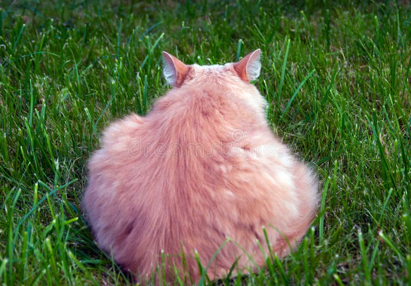 Back cat stock photo. Image of hair, feline, intelligence - 33698792