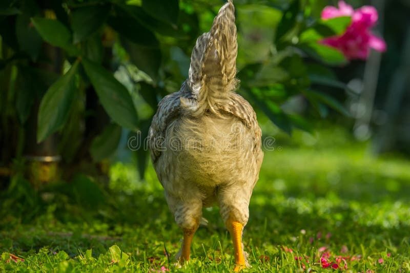 Back of Chicken stock image. Image of birding, fluffy - 48890853