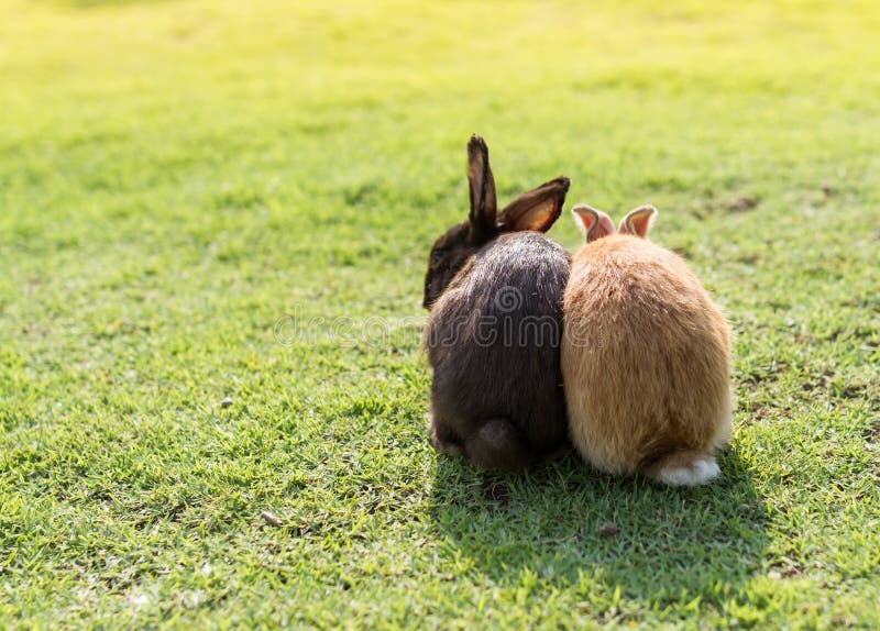 Back of Couple Rabbits in Garden Stock Photo - Image of baby, private ...