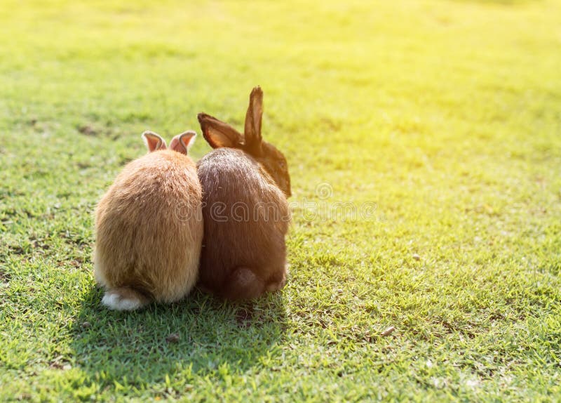 Back of Couple Sweety Rabbits Stock Image - Image of velvet, group ...