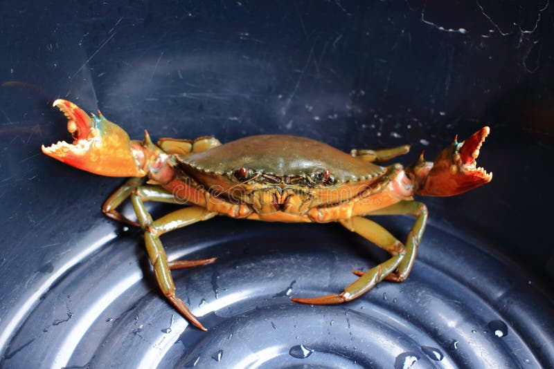 Back crab stock image. Image of back, crab, fresh, forest - 65816149